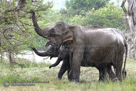මම ගැන මගෙන් රුදුරු වන සතුන් මැද රෝහණ පුරවරයට