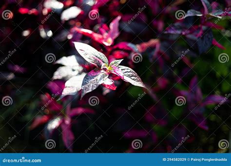 Look Of Aerva Sanguinolenta Planting With Its Bright Red Leaves Colour
