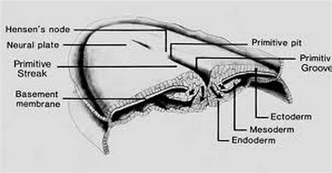 Ectoderm Genetic Engineering Info