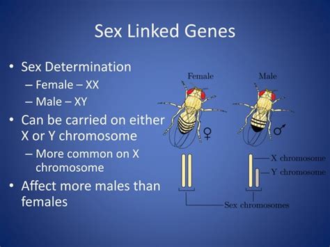 Patterns Of Inheritance Pptx Genetics Science