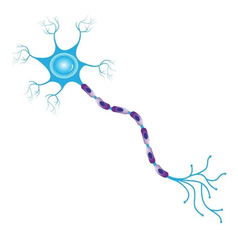Multipolar Neuron Diagram 6557490 Vector Art At Vecteezy