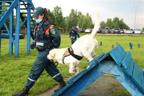Собаки на службе 51 фото картинки Sobakovod Club