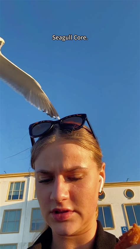 Seagull Behavior The Quirky Side Of These Birds Tiktok