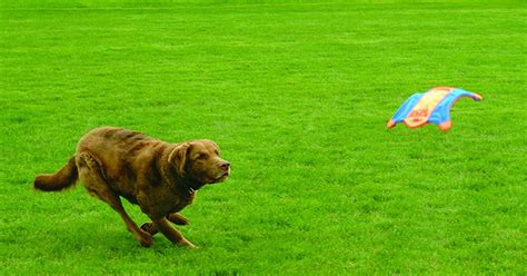 Chuckit Flying Squirrel Only 4 93 Ships W 25 Amazon Order