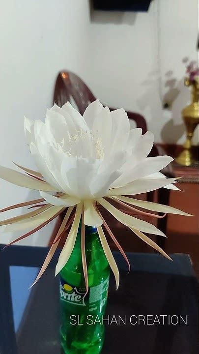 💐💐💐💐💐කඩුපුල් මලක් 💐💐💐💐💐 Youtube