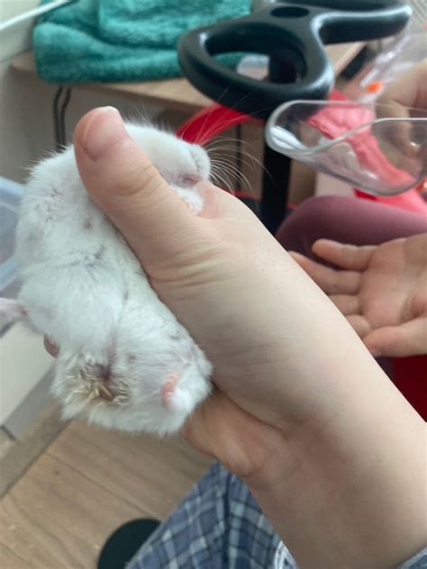 햄스터 암수구별 해주세요 지식in