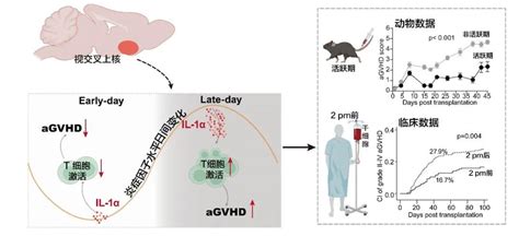 我国科学家首次找到造血干细胞移植“黄金时刻”