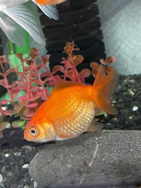 금붕어 배 빵빵한 이유 지식in