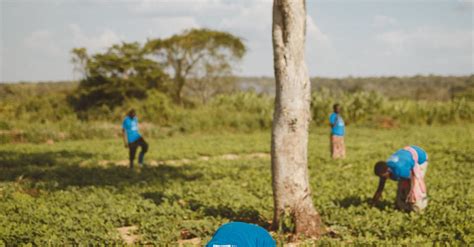 경치 계절의 변화 구름 기후 나무 노동 노동자 녹색 녹지 농경지 농업 농업 공구 농업 기술 농업 생활
