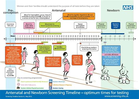 Antenatal And Newborn Screening Timeline Antenatal Pregnancy