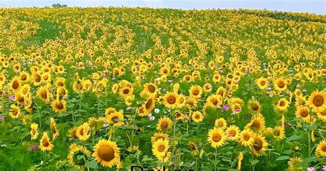 포토 노란색 물결의 안성팜랜드 해바라기 군락