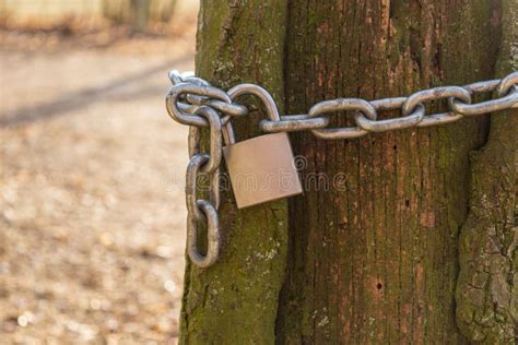 A Padlock Locked On A Chain That Is Around A Tree Stock Image Image Of Security Closeup