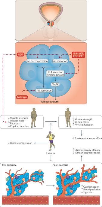 Dr Jose Medina Coello On Linkedin Exercise Induced Myokines And Their