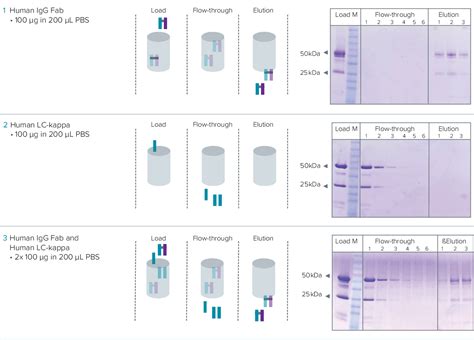 Figure 1 From Captureselect Affinity Ligands For Antibody Detection And