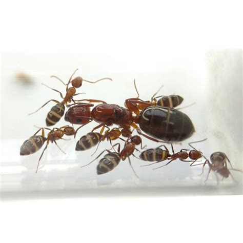 Купить муравьев - магазин "Муравьиный Дом"