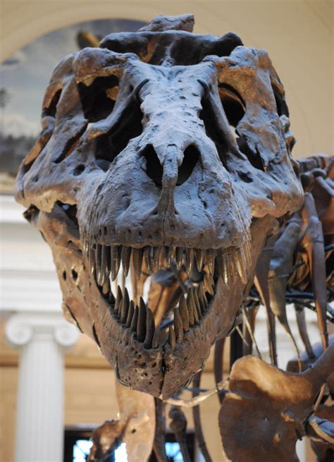 The Largest T Rex Skull Ever Found Is Full Of Holes And No One Knows Why