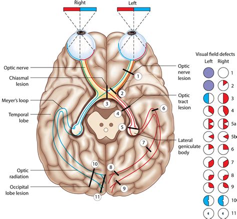 Lateral Geniculate Visual Field Lateral Geniculate Visual Field