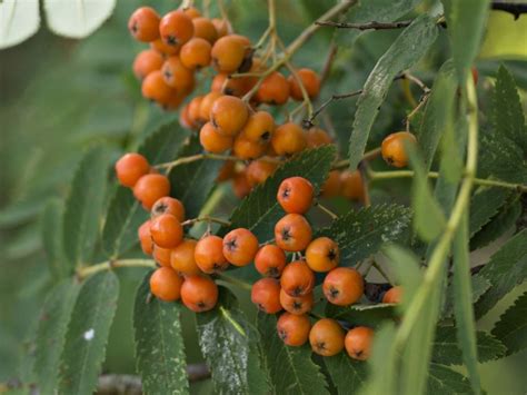 마가목 효능 Top5 부작용 마가목 나무 특징 꽃말 마가목 열매 효능 네이버 블로그