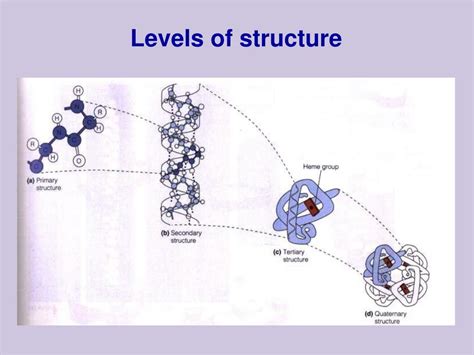 PPT Class 7 Protein Secondary Structure PowerPoint Presentation Free Download ID 4049917