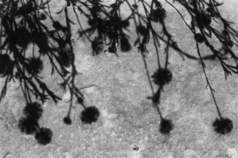 무료 이미지 나무 자연 잔디 분기 겨울 검정색과 흰색 사진술 잎 꽃 흙 단색화 플로라 닫다 Bw 흑백 사진 우디 식물 5184x3456