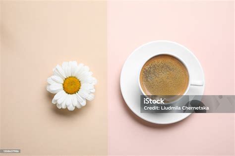 카모마일 꽃과 컬러 배경에 향기로운 커피 한 잔 플랫 러지 0명에 대한 스톡 사진 및 기타 이미지 0명 가정의 방 기포 음료 Istock