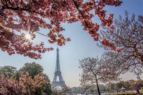 프랑스 파리의 푸른 하늘을 배경으로 봄나무가 있는 에펠탑 0명에 대한 스톡 사진 및 기타 이미지 0명 Fashion Show 거리 Istock