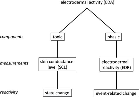 Schematic Model Of The Different Components Of Electrodermal Activity