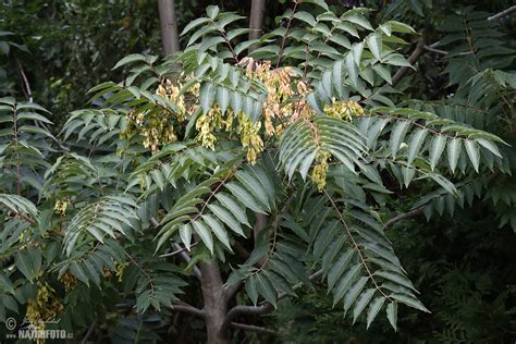 Tree Of Heaven Photos Tree Of Heaven Images Nature Wildlife Pictures