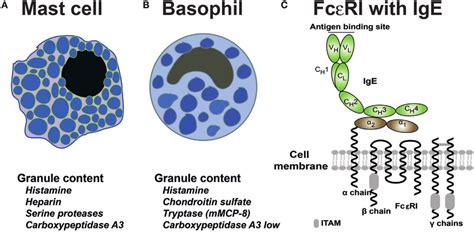 Basophil Diagram