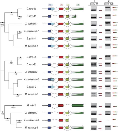 Evolution Of Intronexon Structures And Alternative Splicing Of The 3 Download Scientific
