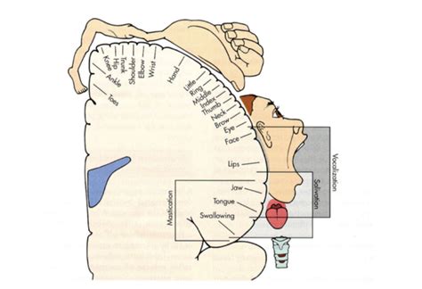 Stimulation Sensation And Localization In The Cortex Sapien Labs Shaping The Future Of Mind