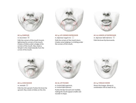 Facial Action Coding System Descriptions On Behance