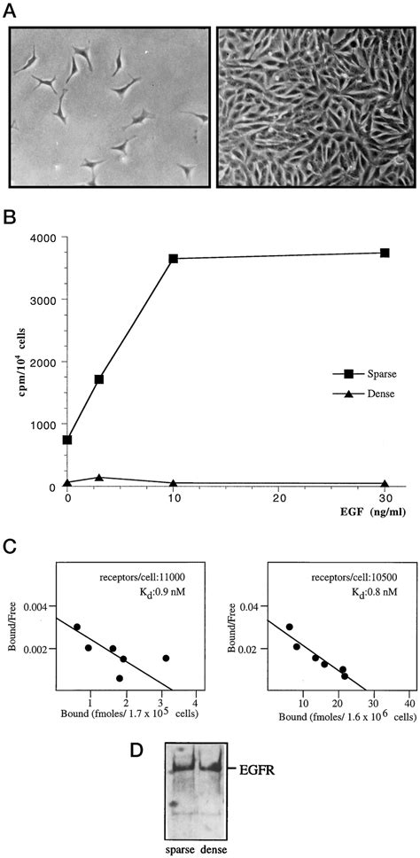 Characterization Of Egf Induced Dna Synthesis And Egf Receptor Download Scientific Diagram