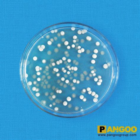 Yeast Good Quality Reasonable Price Pangoo