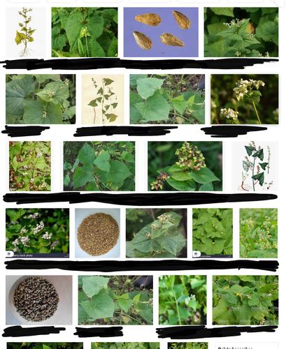 Weeds And Invasive Plants Flashcards Quizlet