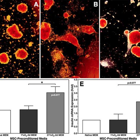 Morphology Of Dithizone Stained Human Islets And The Corresponding