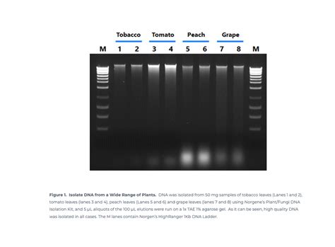 Norgen Biotek™ Plantfungi Dna Isolation High Throughput 96 Well Plate Kit 2 Plates