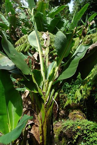 Boron Deficiency Of Banana Boron Deficiency Of Banana Flickr