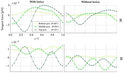 Tangent Force Distribution On Medium Sized Prey During One Beat Cycle Download Scientific