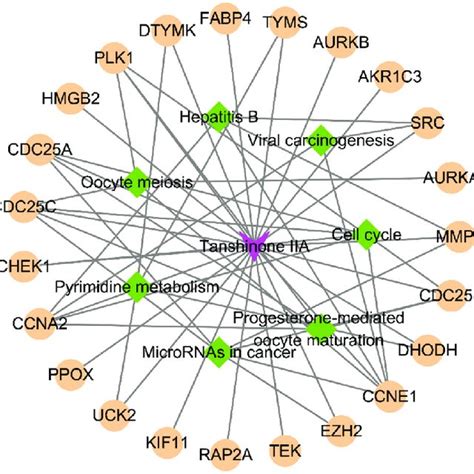 The Drug Target Pathway Interactions Download Scientific Diagram