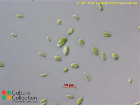 Pseudococcomyxa Simplex