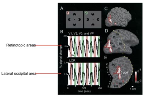 Cognition And Emotion Flashcards Quizlet