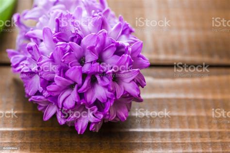 신선한 히 아 신 스 꽃 나무 배경입니다 발렌타인의 날 3 월 8 일 어머니의 날에 대 한 인사말 카드에 대 한 아름 다운 생각 0명에 대한 스톡 사진 및 기타 이미지