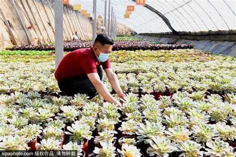 宣化张灯结彩迎新年
