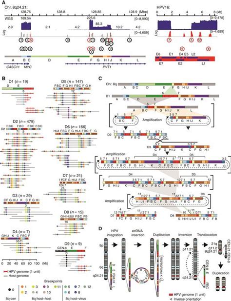 Intratumoral Heterogeneity And Clonal Evolution Induced By Hpv