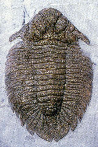 Trilobites Of Rochester Shale New York