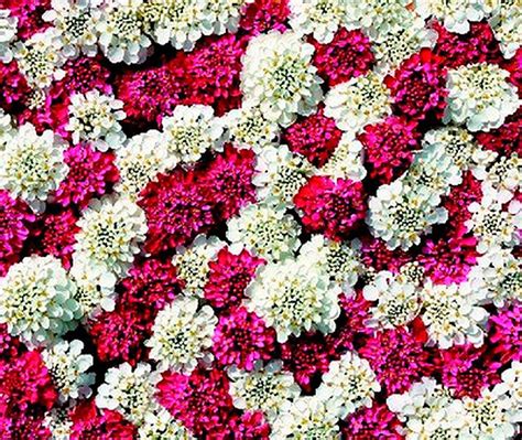 Иберис зонтичный: выращивание из семян, фото - ежевичные меренги ...