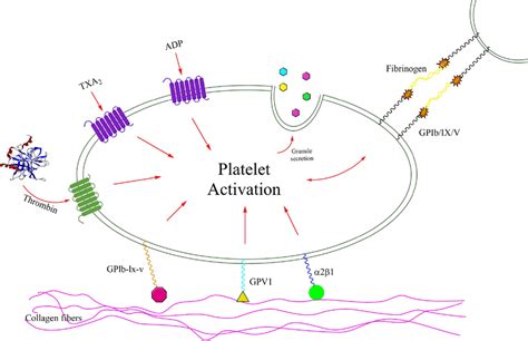 An Overview Of Platelet Activation Download Scientific Diagram