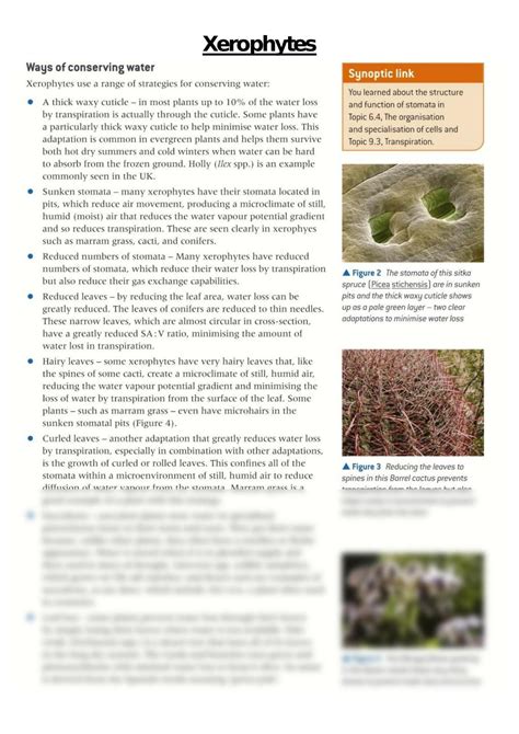 Xerophytes Biology A As Level A Levels Ocr Thinkswap