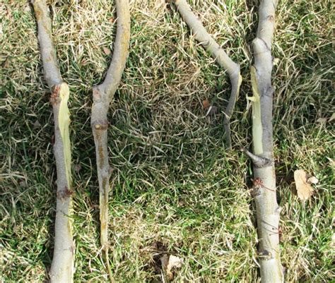 Fruit Tree Pruning At Its Best Strong Branch Angle